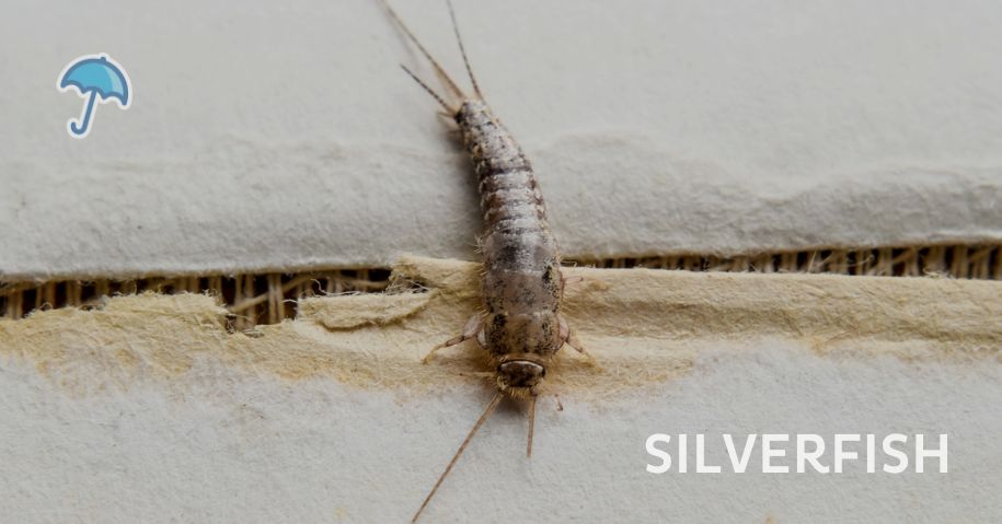 Why There Are Bugs in Your Basement & How to Keep Them Out!